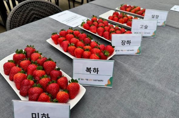 남양주시 사계성 딸기 품종 실증 시험 실시